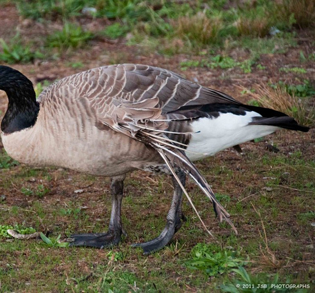 Angel wing in Pet Ducks