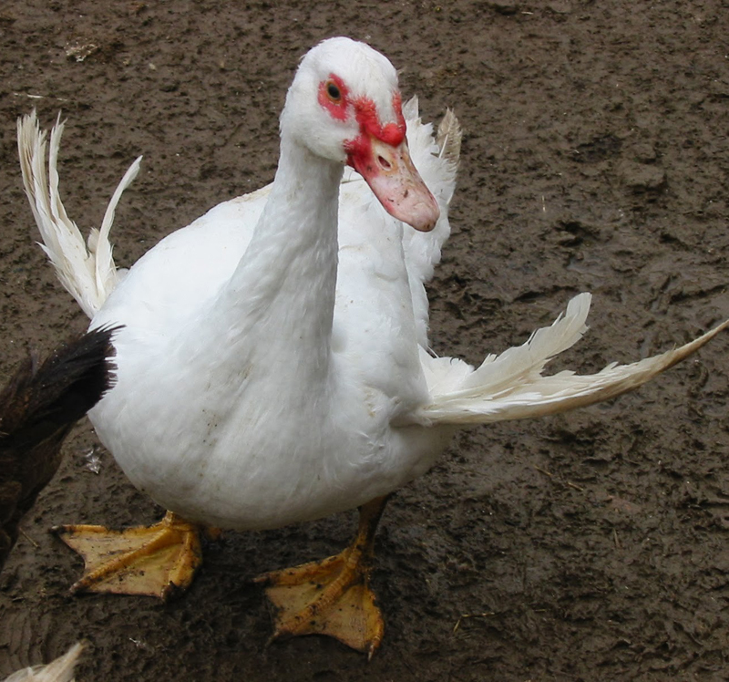 Angel wing in Pet Ducks