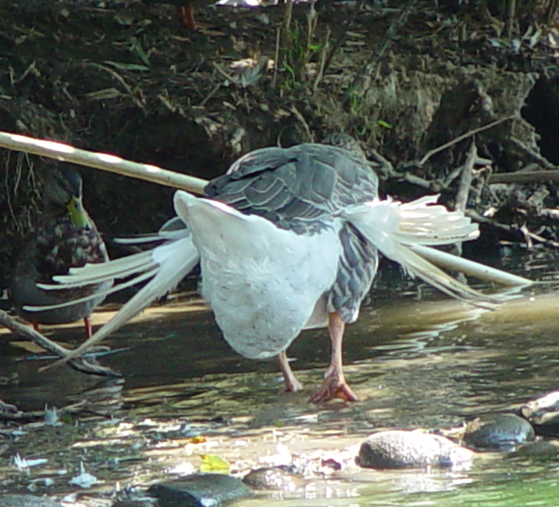 Angel wing in Pet Ducks