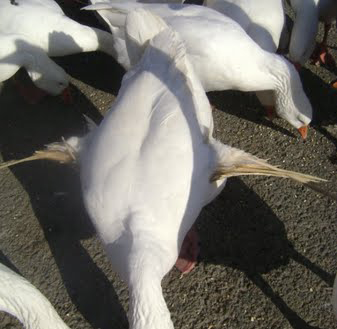 Angel wing in Pet Ducks