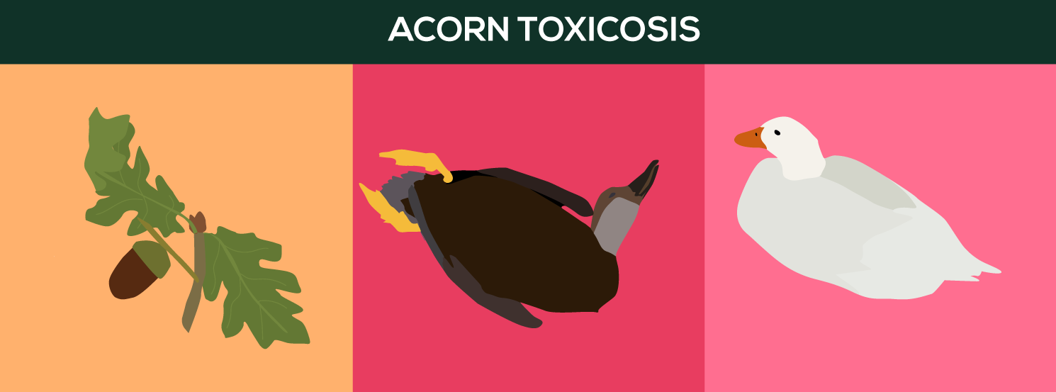 Acorn toxicosis in Pet Ducks