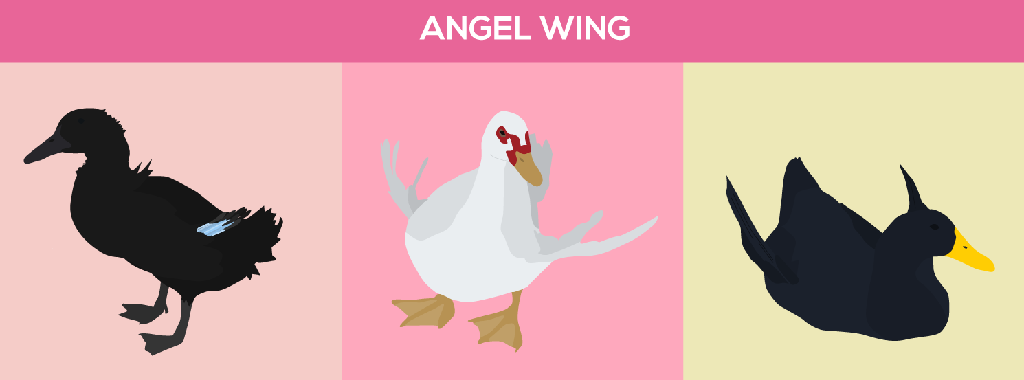 Angel wing in Pet Ducks