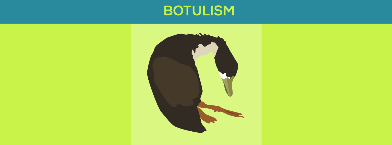 Botulism in Pet Ducks