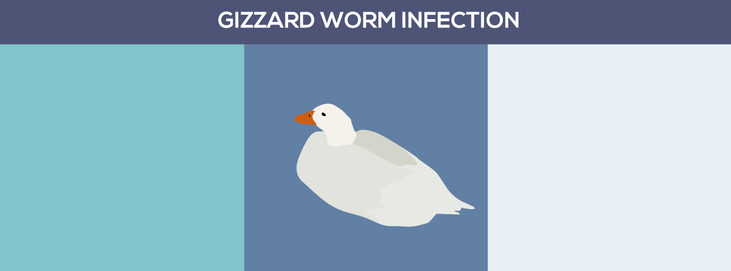 Gizzard worm infection in Pet Ducks