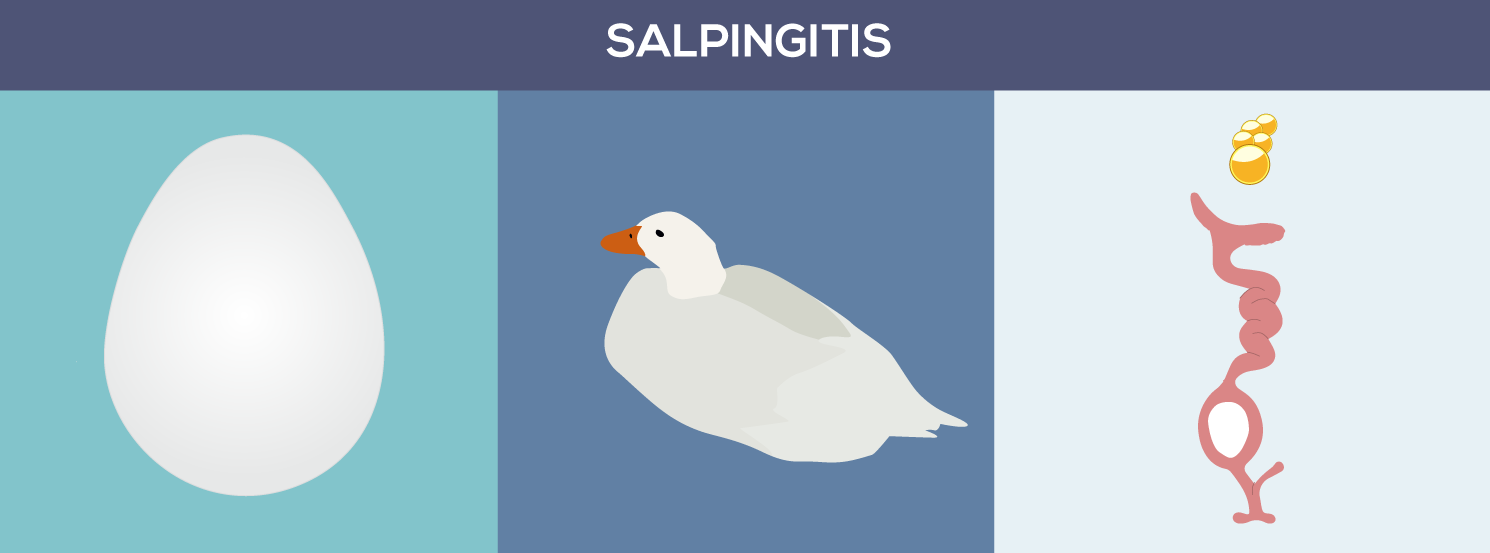 Salpingitis in Pet Ducks