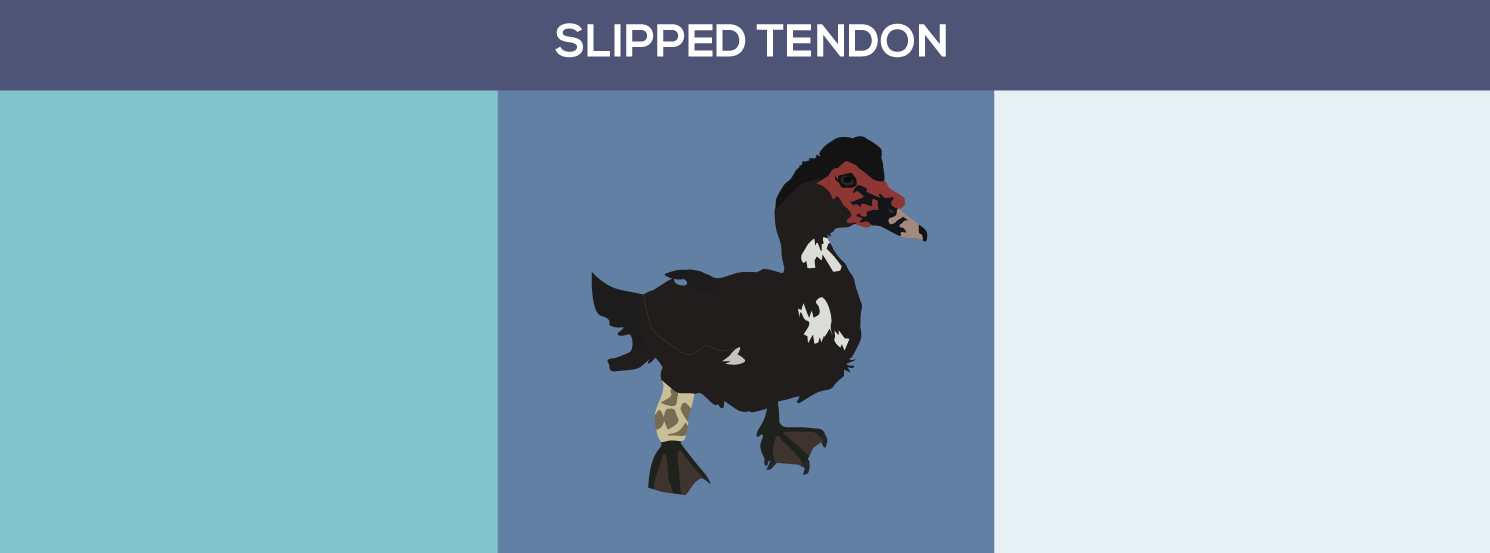 What Is A Slipped Hock In Dogs