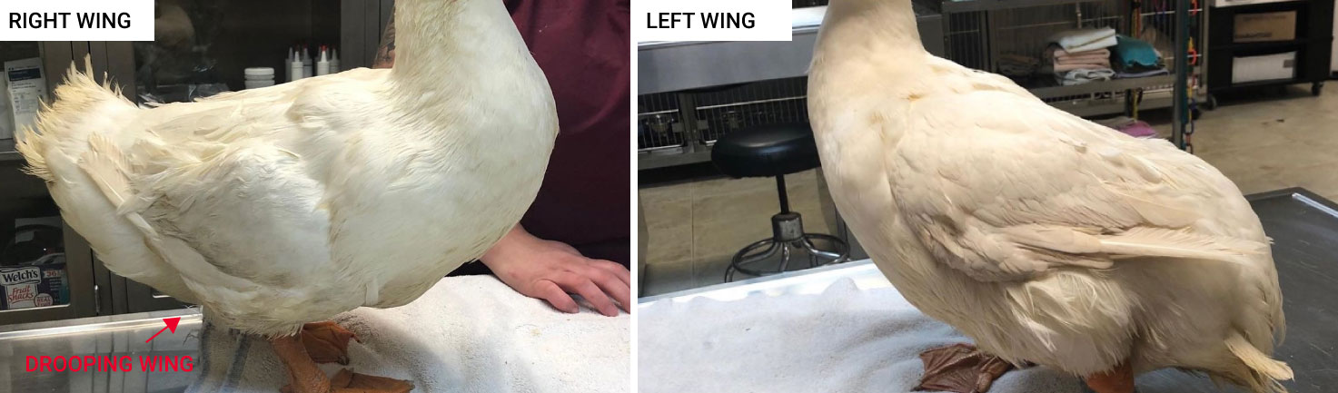 Harry’s Wing Amputation | DuckDVM