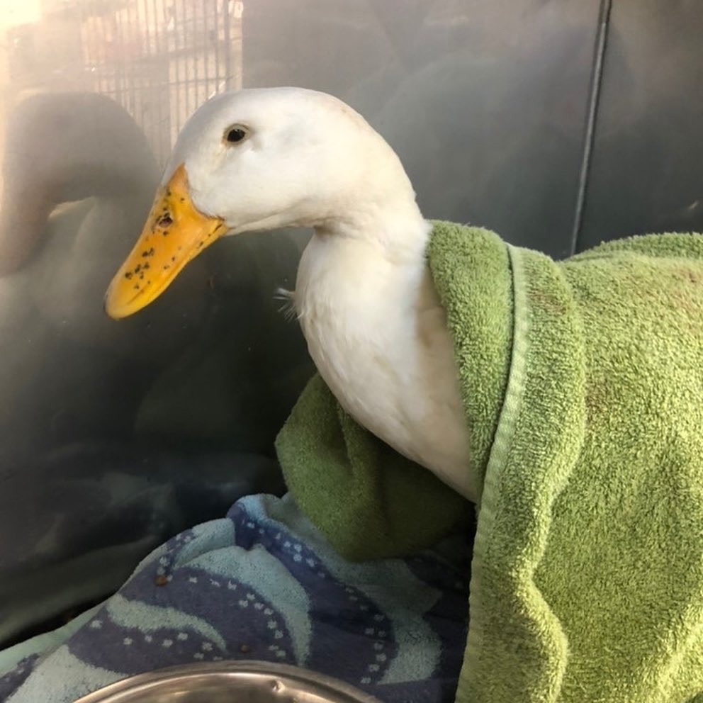 Harry’s Wing Amputation | DuckDVM