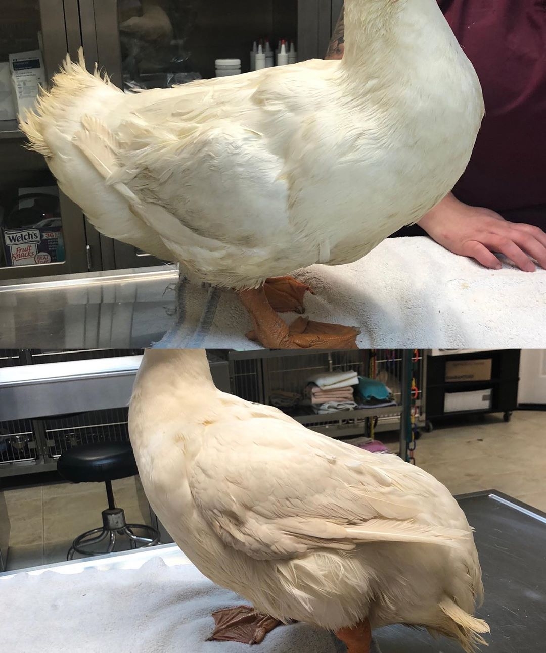 Harry’s Wing Amputation | DuckDVM