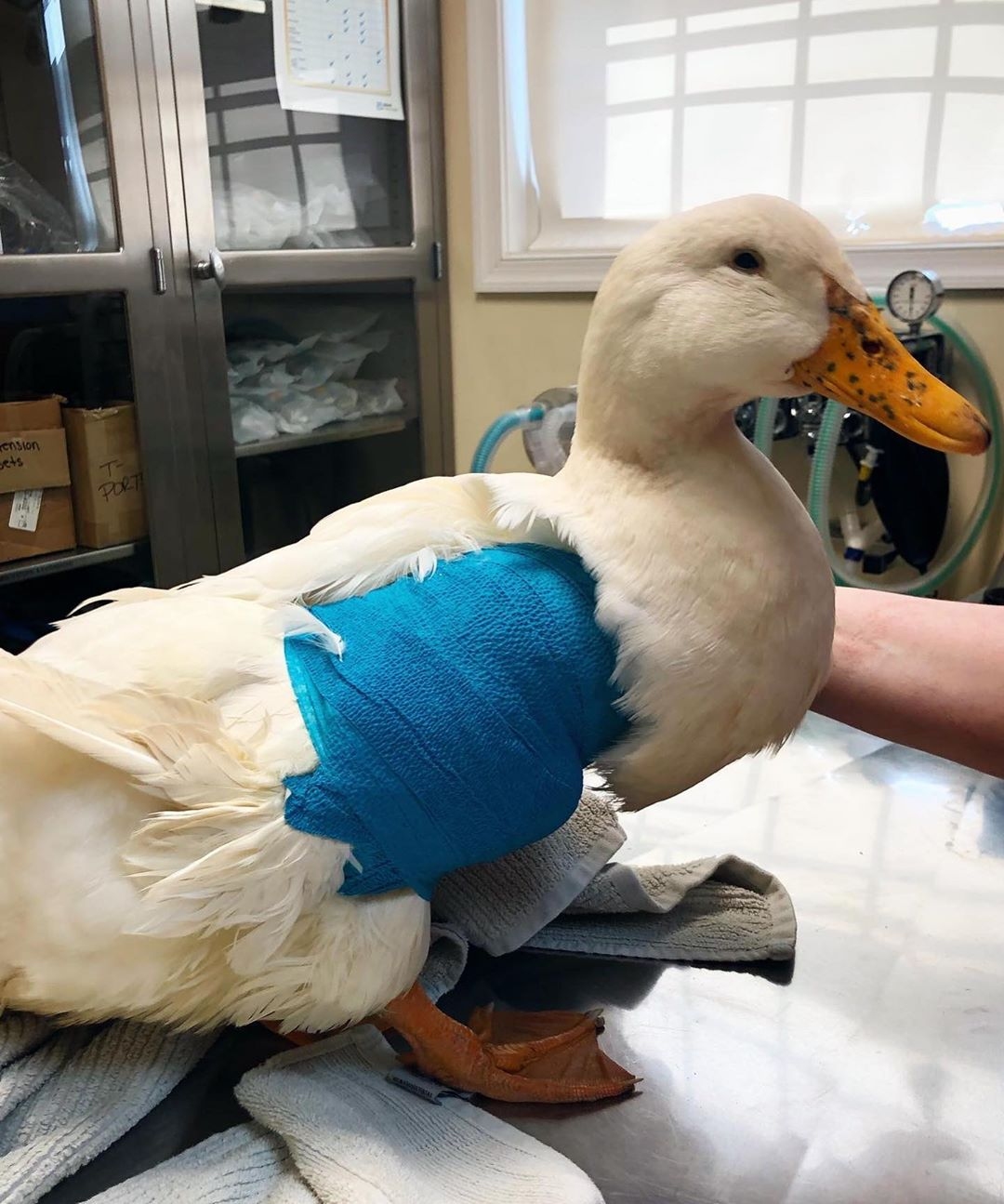 Harry’s Wing Amputation | DuckDVM