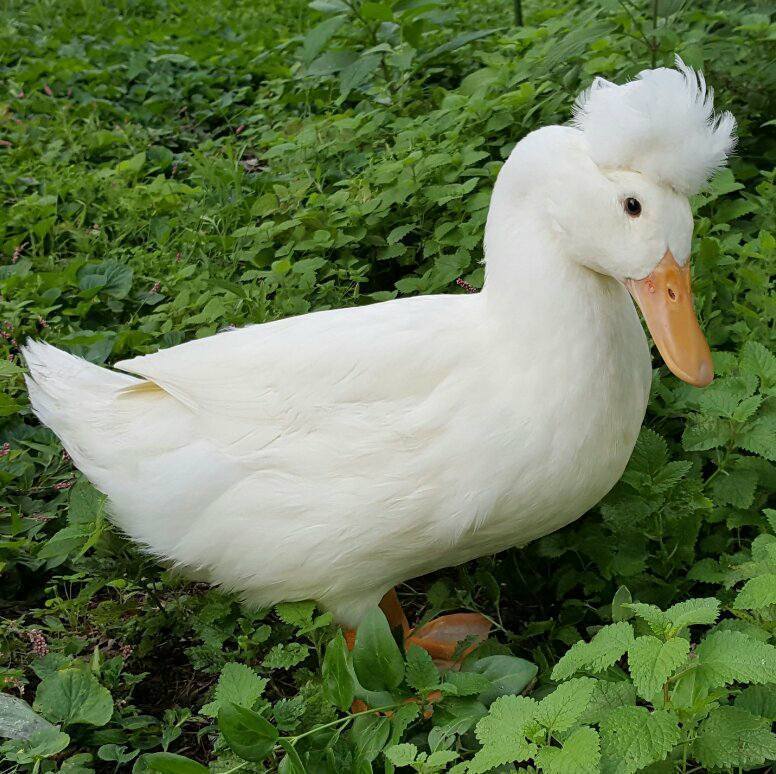 Lilly the Abandoned Easter Duckling | DuckDVM