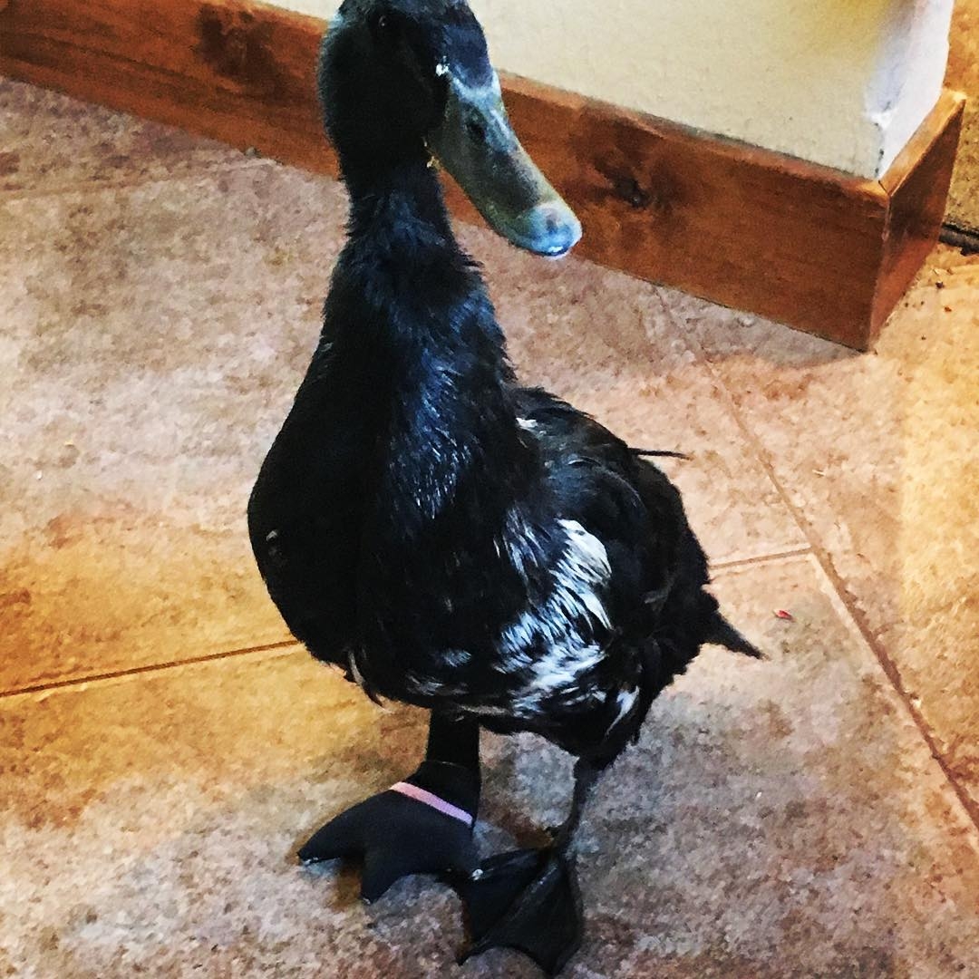 Mabel the Cayuga Duck | DuckDVM