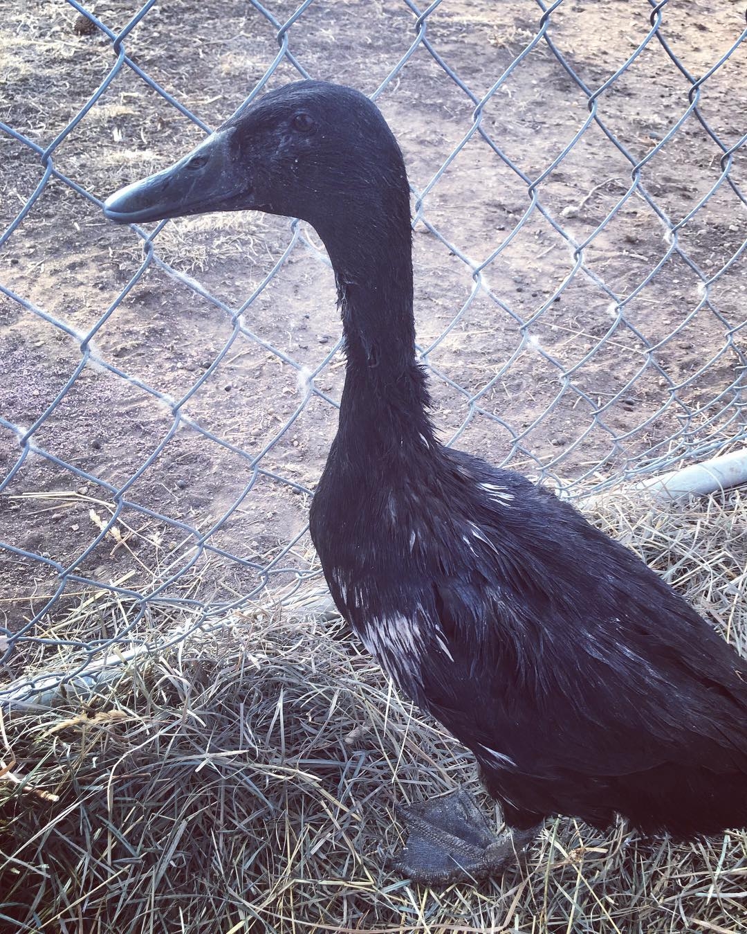 Mabel the Cayuga Duck | DuckDVM