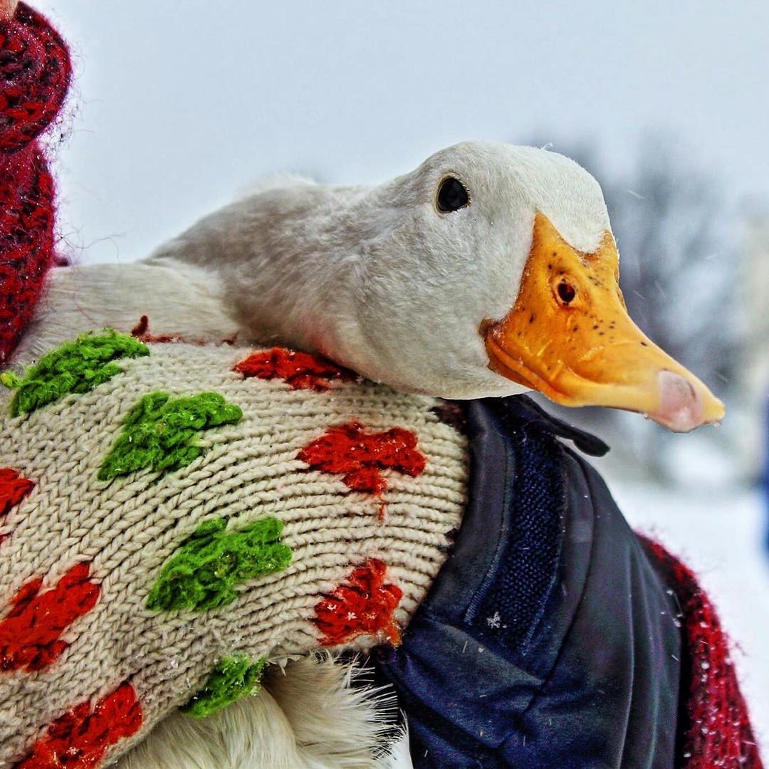 Norbie the Duckie who Wanted to fly | DuckDVM