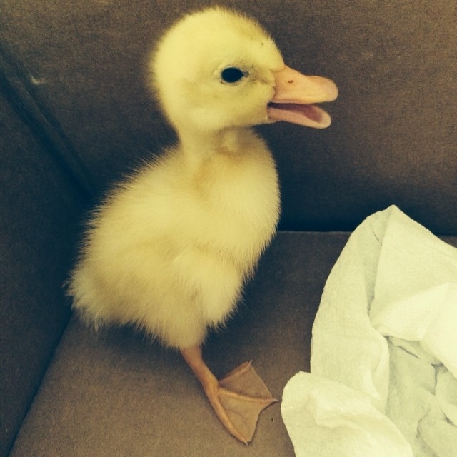 Norbie the Duckie who Wanted to fly | DuckDVM