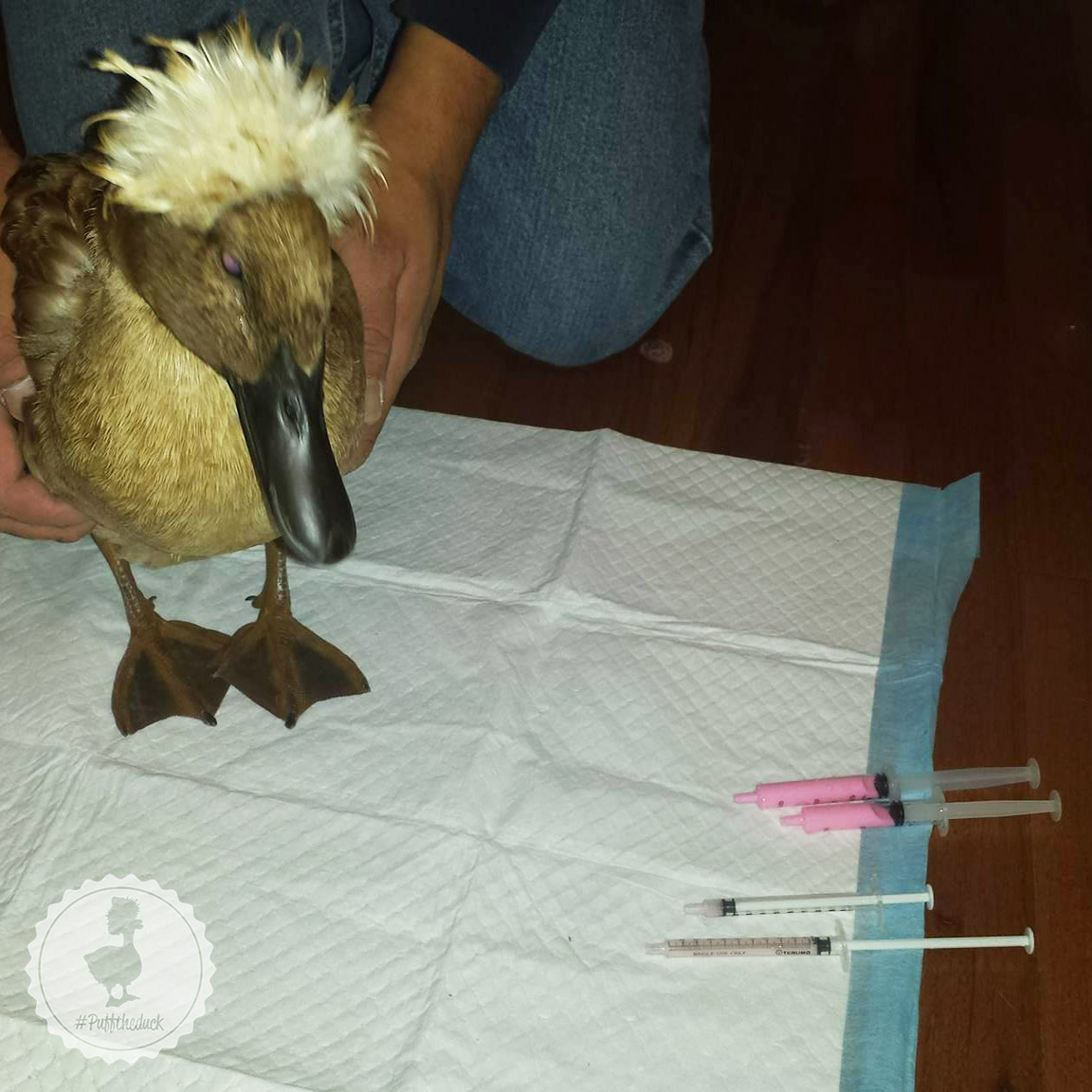 Puff the Duck’s Owl Attack | DuckDVM