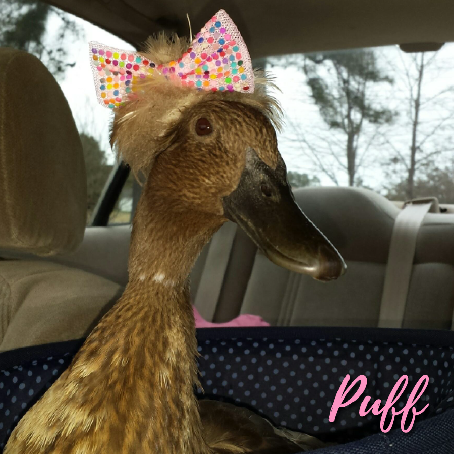 Puff the Duck’s Egg Binding | DuckDVM