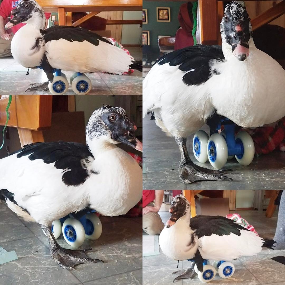 Scoby and his 3D Printed Mobility Aids | DuckDVM