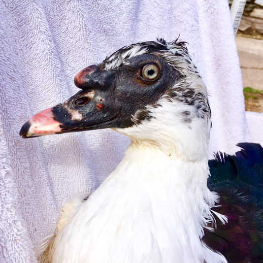 Scoby and his 3D Printed Mobility Aids | DuckDVM