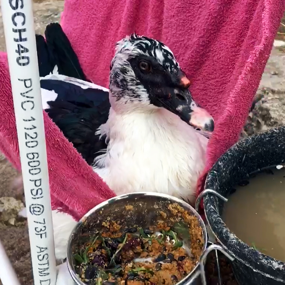 Scoby and his 3D Printed Mobility Aids | DuckDVM