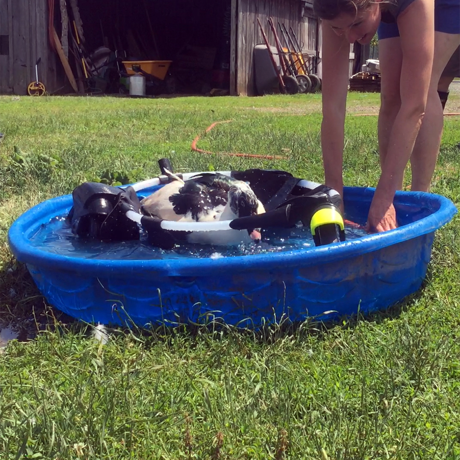 Scoby and his 3D Printed Mobility Aids | DuckDVM