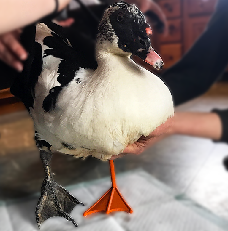 Scoby and his 3D Printed Mobility Aids | DuckDVM