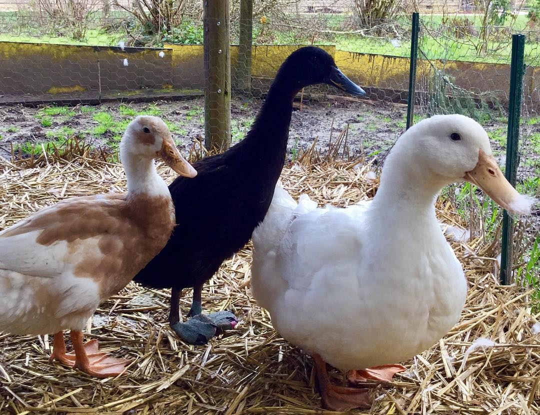 Snape's Bumblefoot | DuckDVM