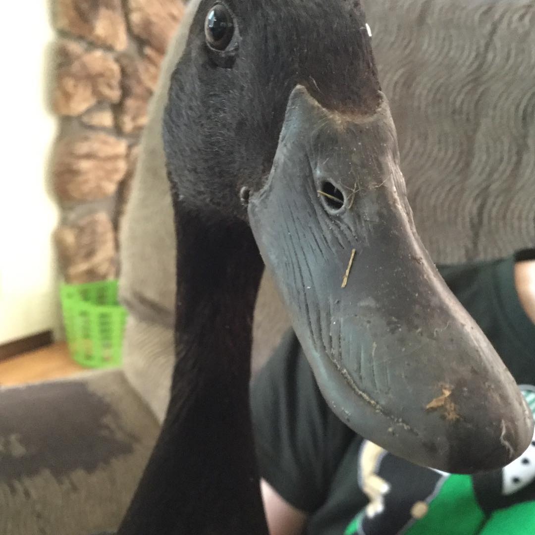 Snape's Bumblefoot | DuckDVM